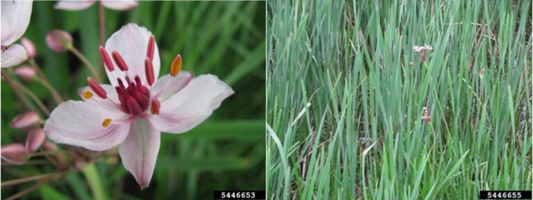 Flowering Rush Control Using Bubble Curtains - Bubble Tubing